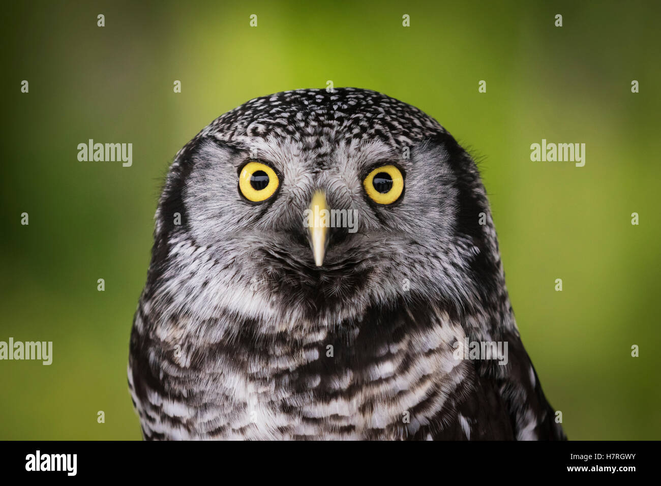 American northern hawk owl hi-res stock photography and images - Alamy