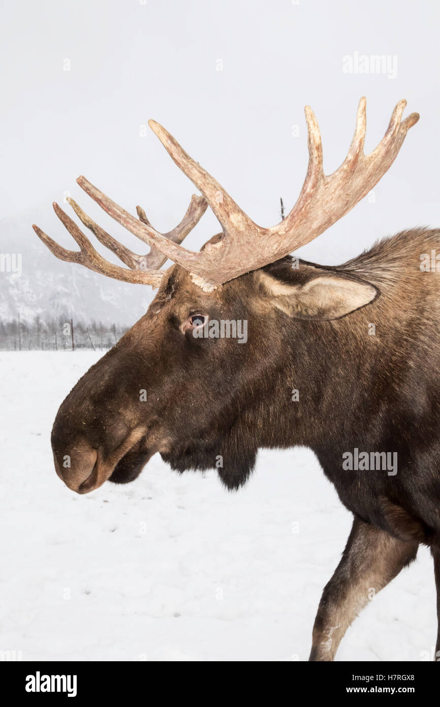 CAPTIVE: Close up profile of a bull moose with antlers, Alaska Wildlife ...
