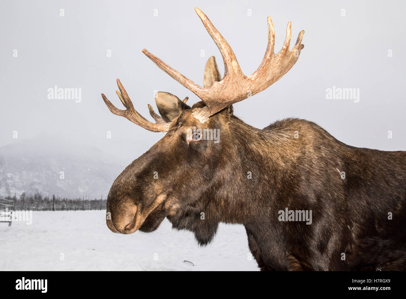 Moose Head Profile