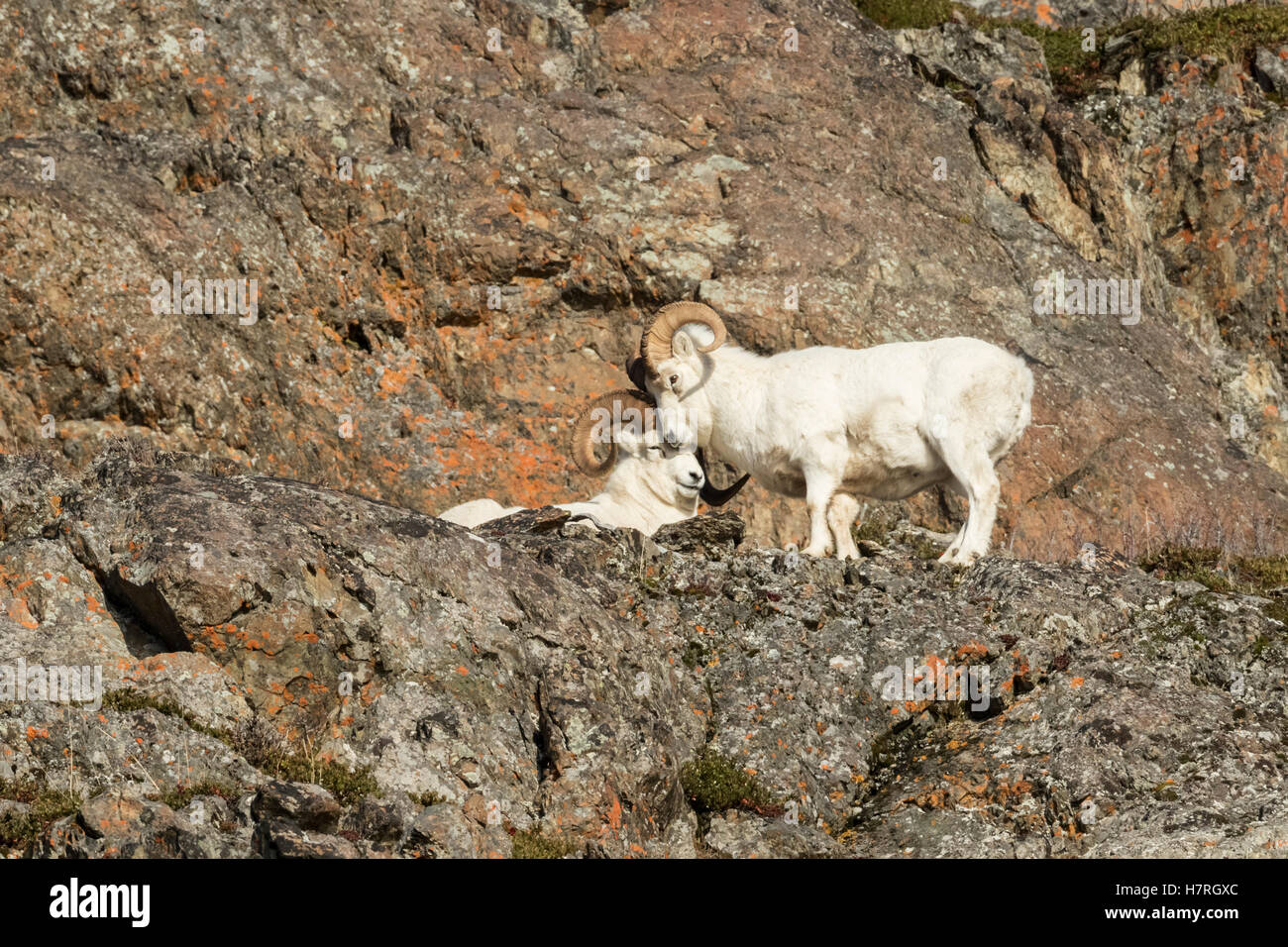 Two Dall Sheep rams rub horns on the cliffs along Seward Highway and ...