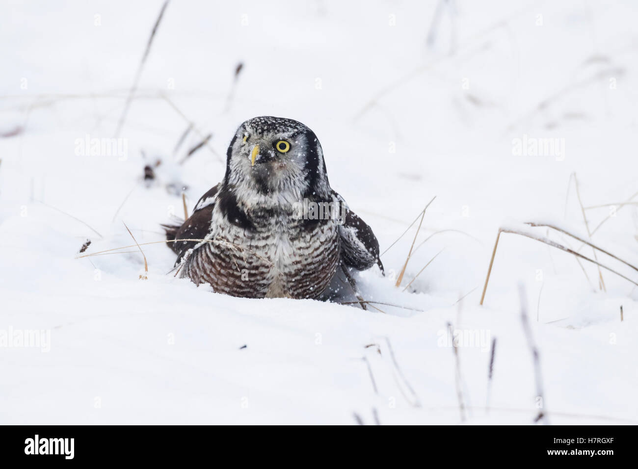 U.s. airport snow hi-res stock photography and images - Alamy