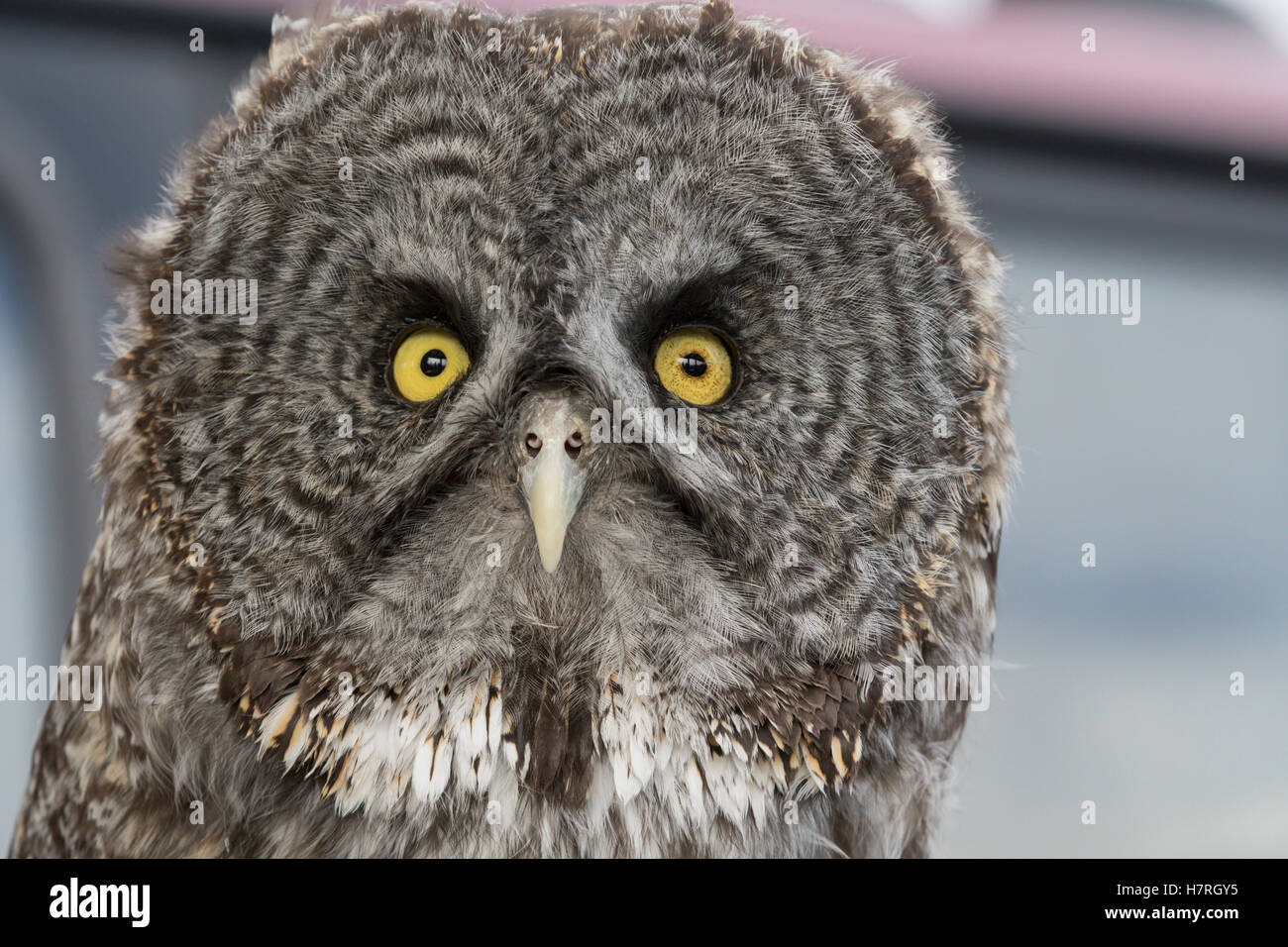 CAPTIVE: Portrait of a Great Gray Owl, Southcentral Alaska Stock Photo ...