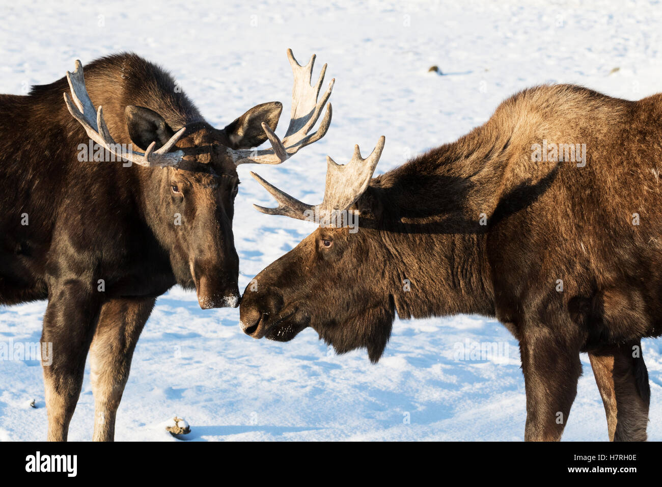 Close up moose nose hi-res stock photography and images - Alamy