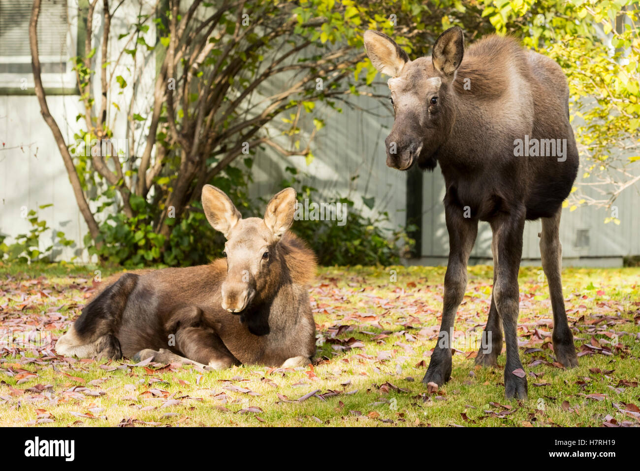 Moose Laying Down High Resolution Stock Photography and Images - Alamy