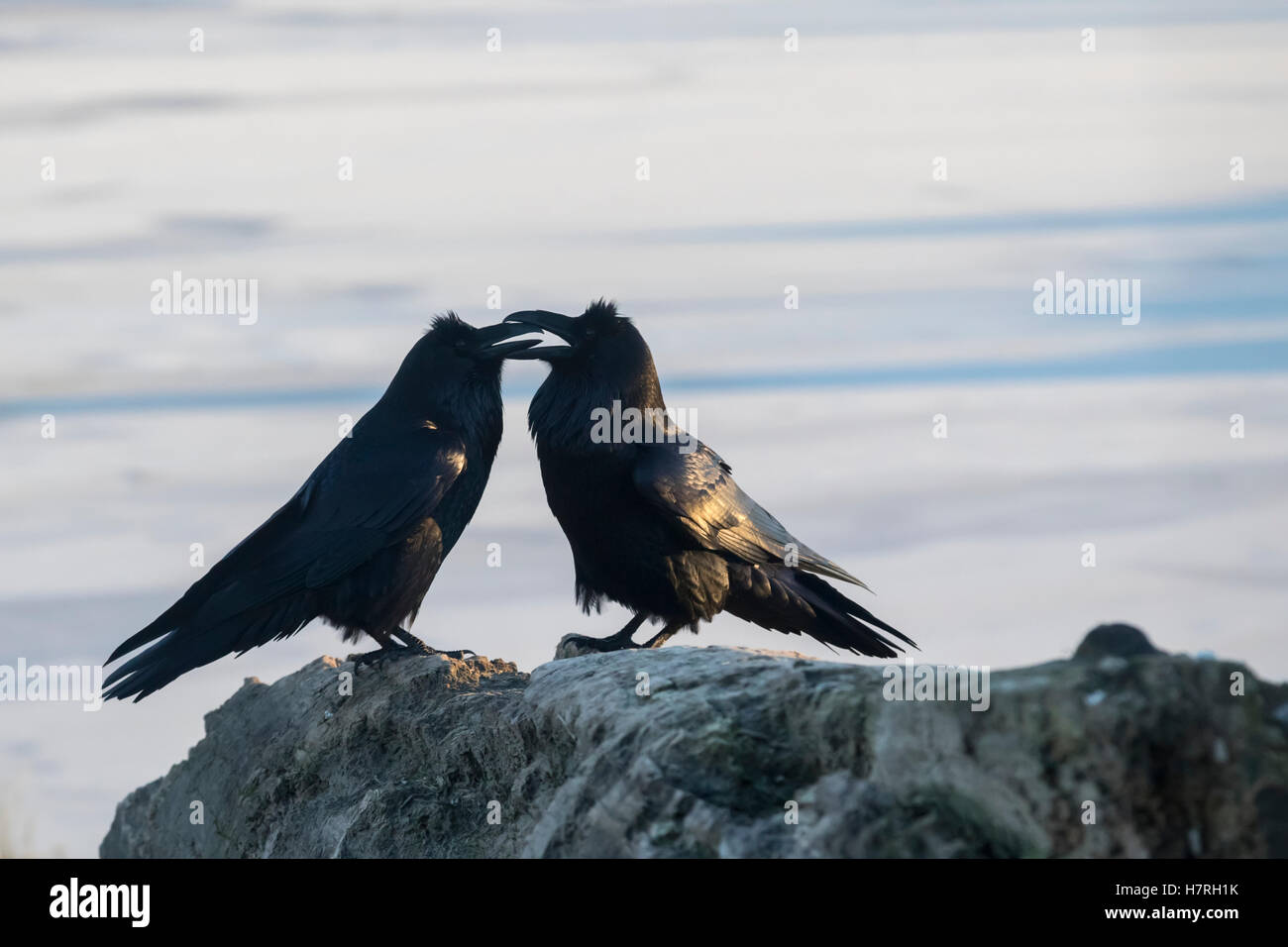 Raven with open mouth hi-res stock photography and images - Alamy