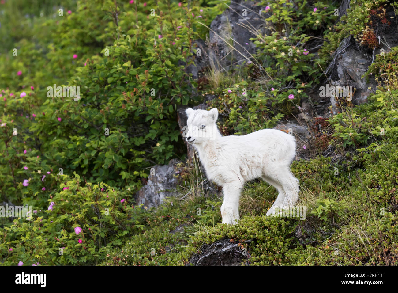 A Dall sheep lamb (ovis dalli) runs around the hillsides under its mom ...