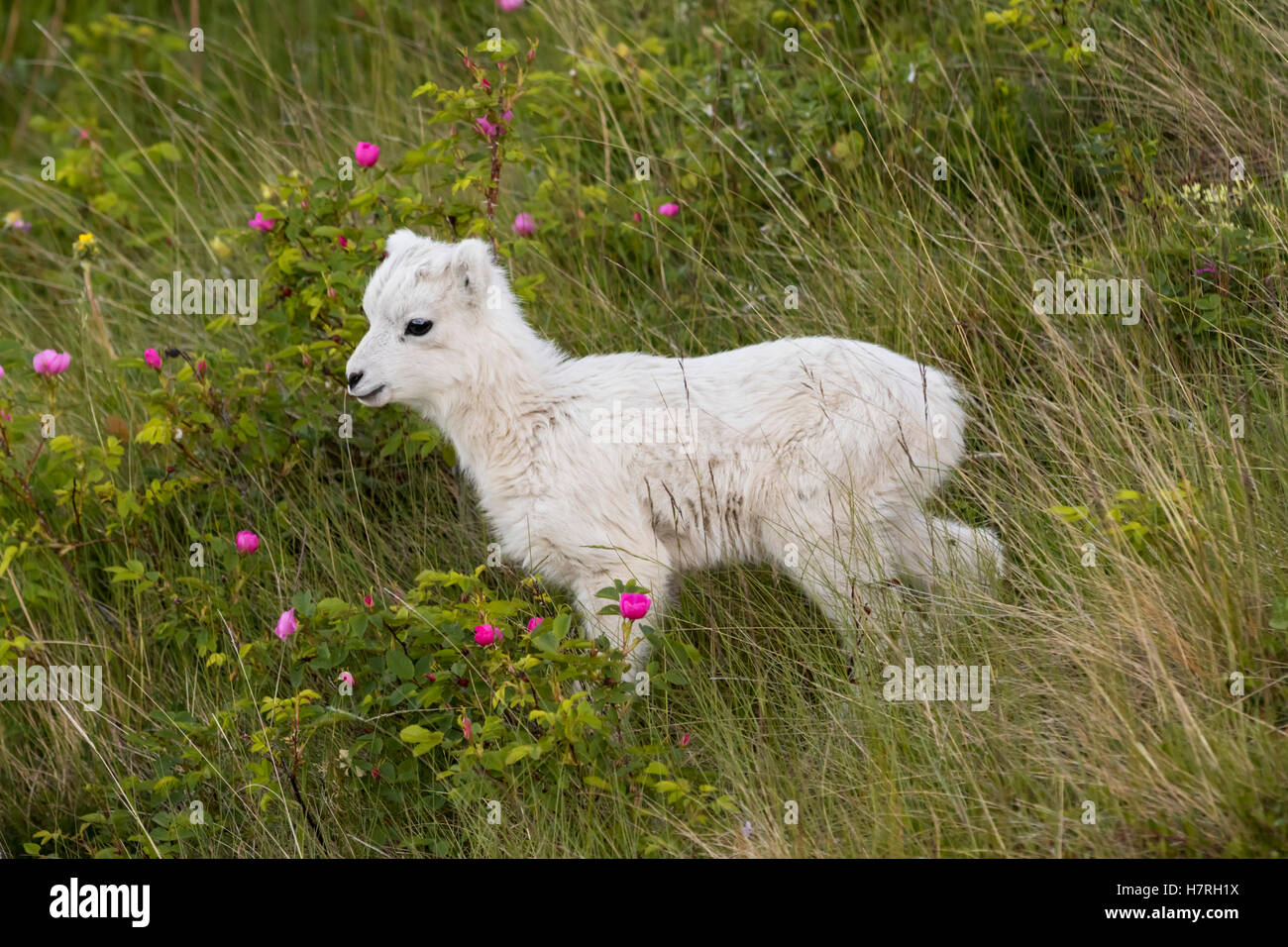 A Dall sheep lamb (ovis dalli) runs around the hillsides under its mom ...