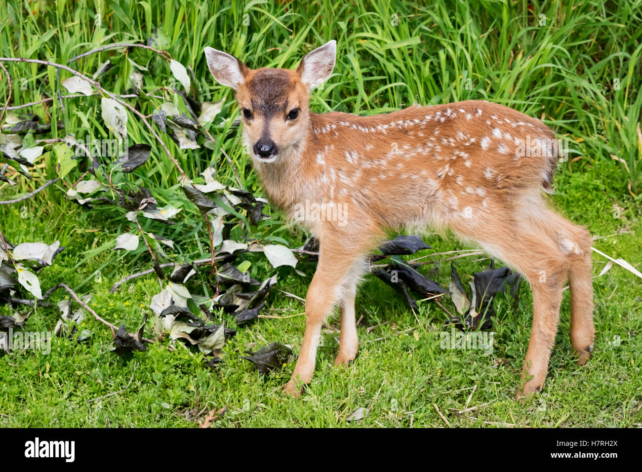 Sitka Black-tailed deer fawn (Odocoileus hemionus sitkensis) captive at ...