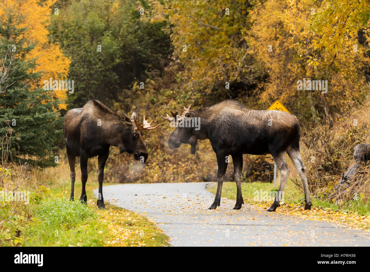 Alaska bull moose fighting hi-res stock photography and images - Alamy