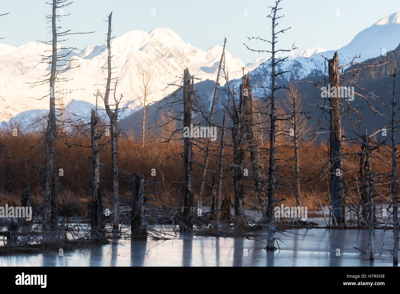 Dead trees alaska hi-res stock photography and images - Alamy