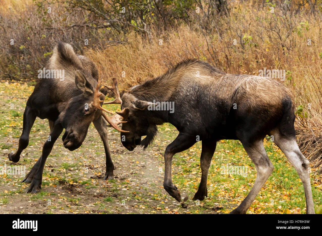 Bull Moose Fighting High Resolution Stock Photography and Images - Alamy