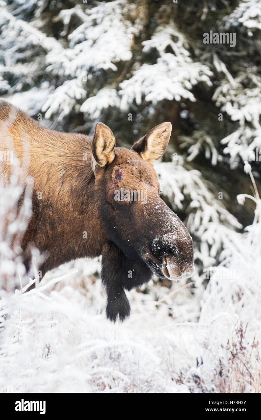 A large bull moose (alces alces) after loosing his antlers, foraging in ...