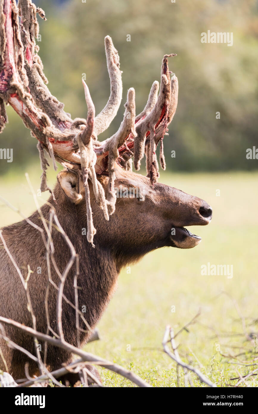 Bull elk (Cervus canadensis) shedding velvet, captive at the Alaska ...