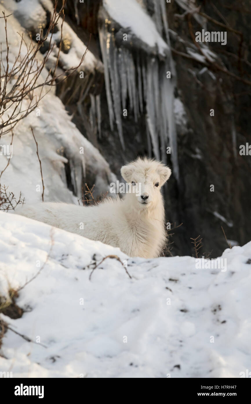 A Dall sheep lamb (ovis dalli) feeds on winter fare next to the Seward ...