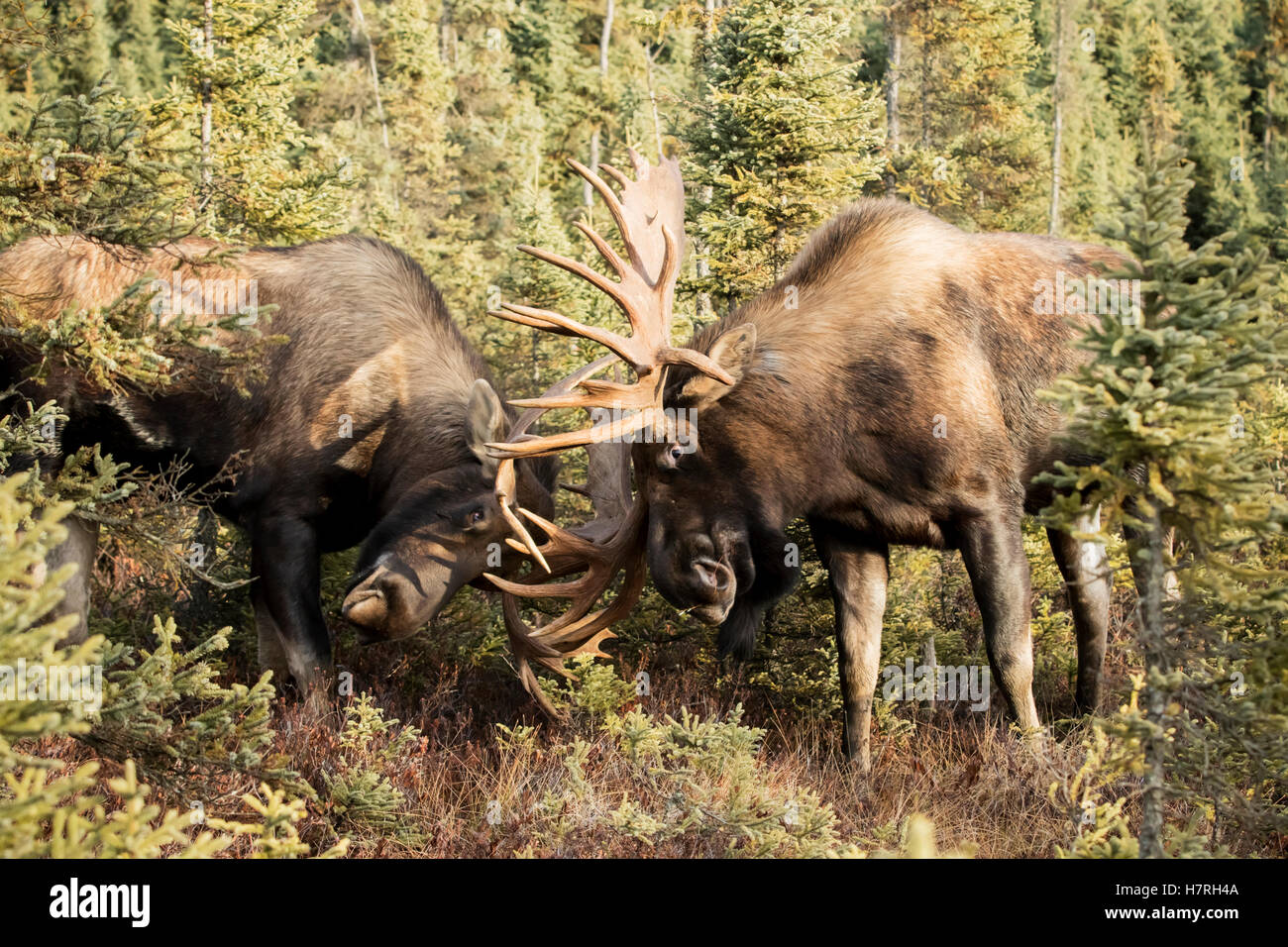 Bull moose fighting hi-res stock photography and images - Alamy