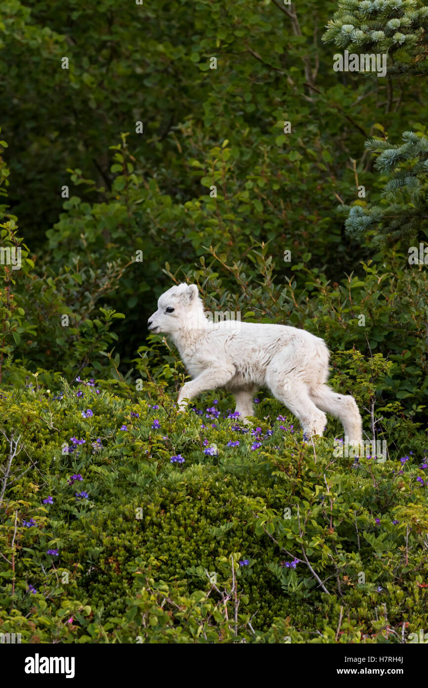 Dall sheep lamb (ovis dalli) runs around the hillsides of the Chugach ...