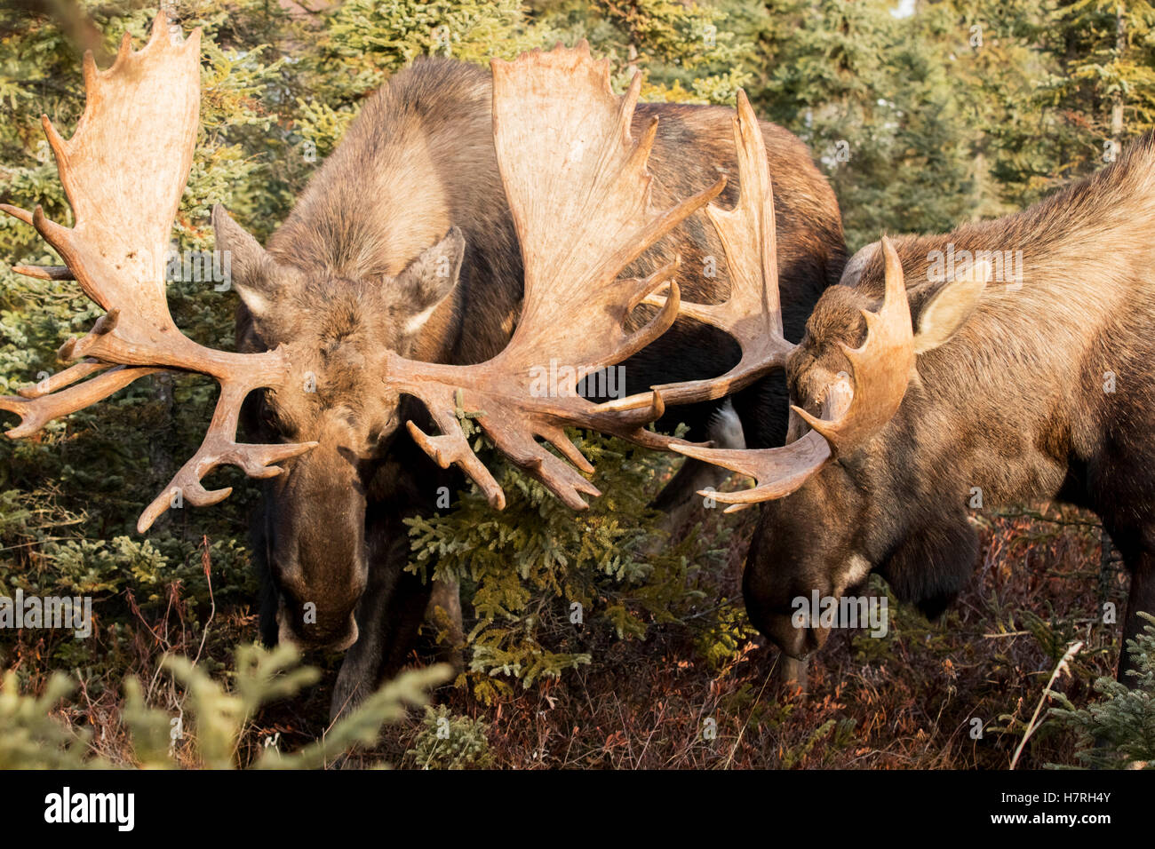 Bull moose (alces alces) play fighting during rutting season in the ...