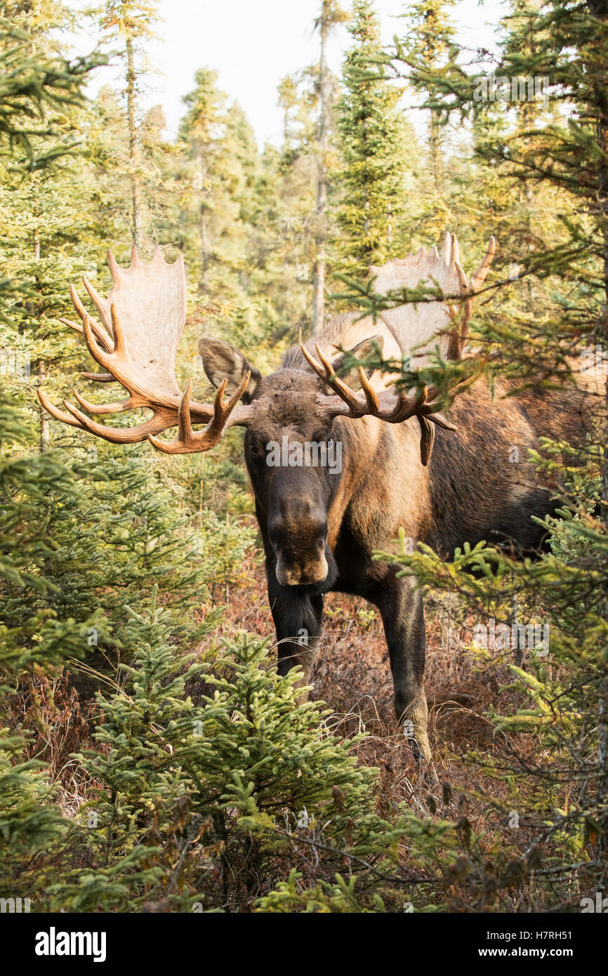 Large bull moose (alces alces) looking for a cow moose, rutting season ...