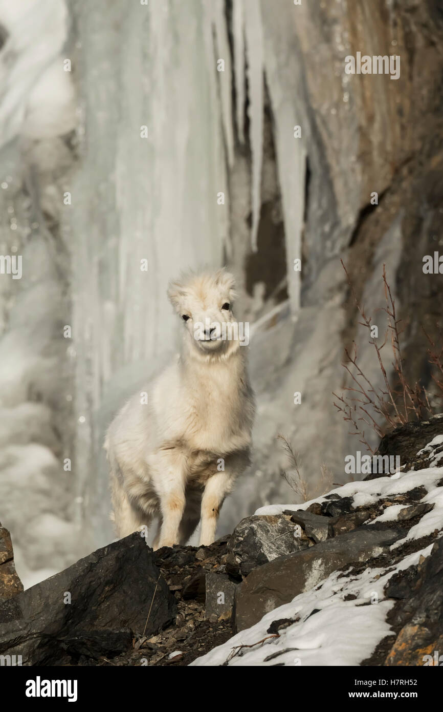 Dall sheep lamb (ovis dalli) feeds on winter fare next to the Seward ...
