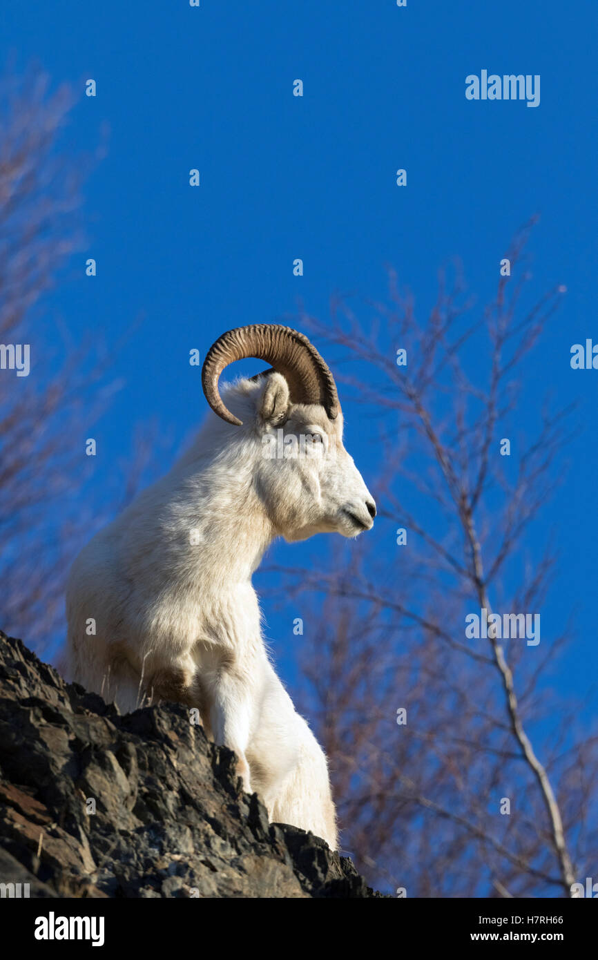 Dall sheep ram (ovis dalli) looking out over a rocky ridge on the ...