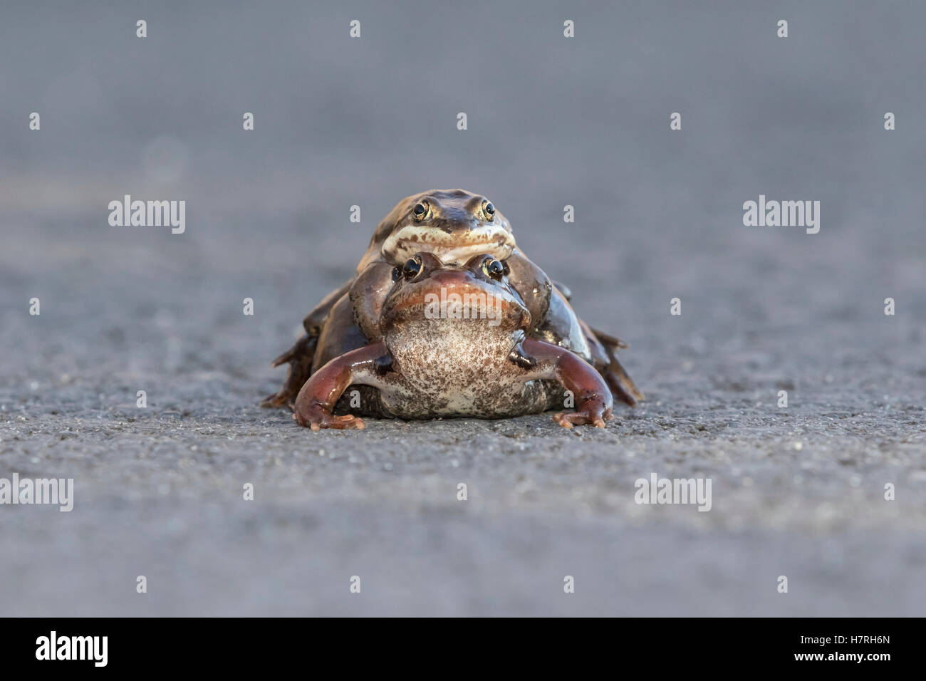 A pair of mating Wood frogs (Lithobates sylvaticus) out of the water ...