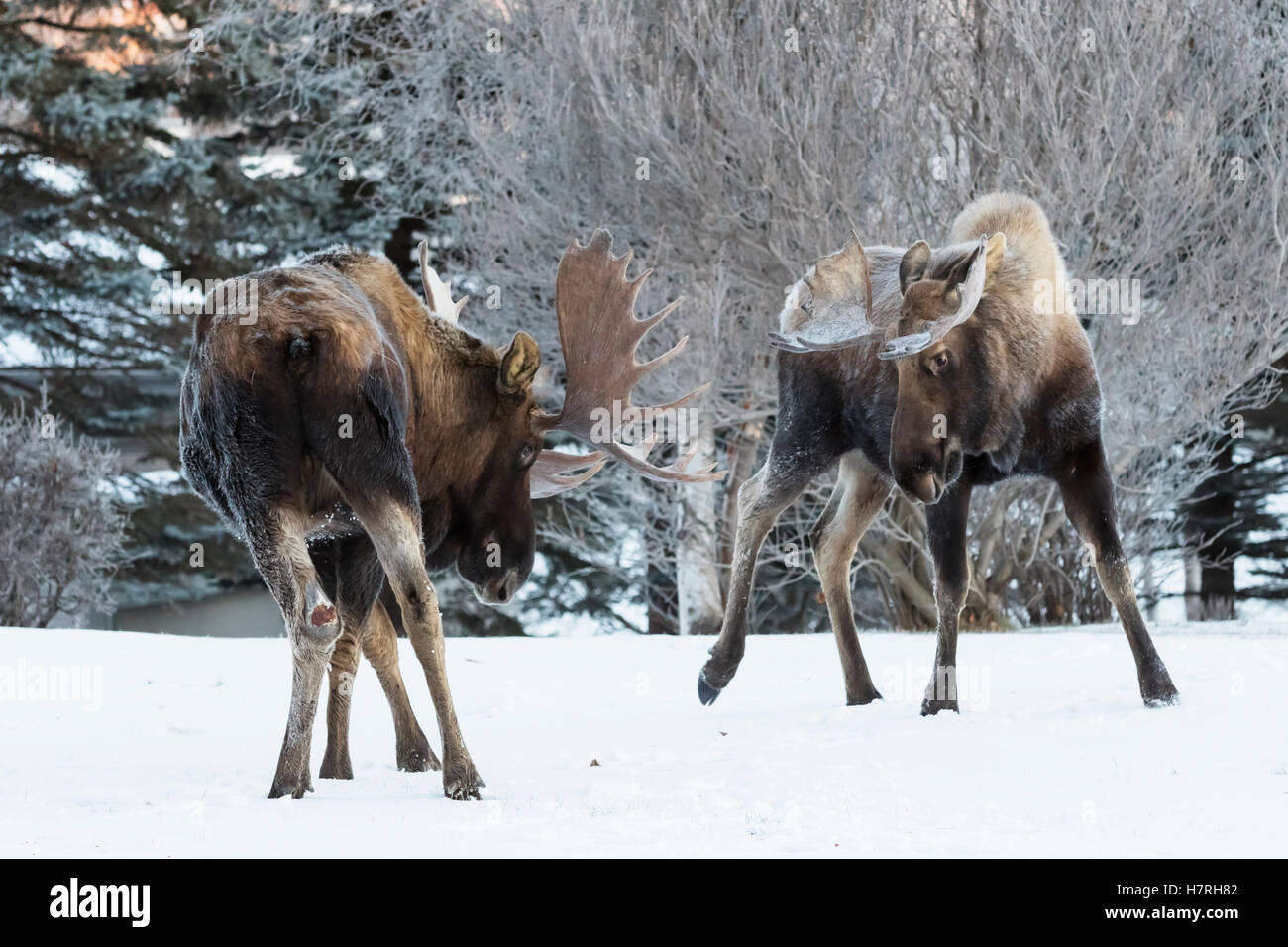 Moose fighting hi-res stock photography and images - Alamy