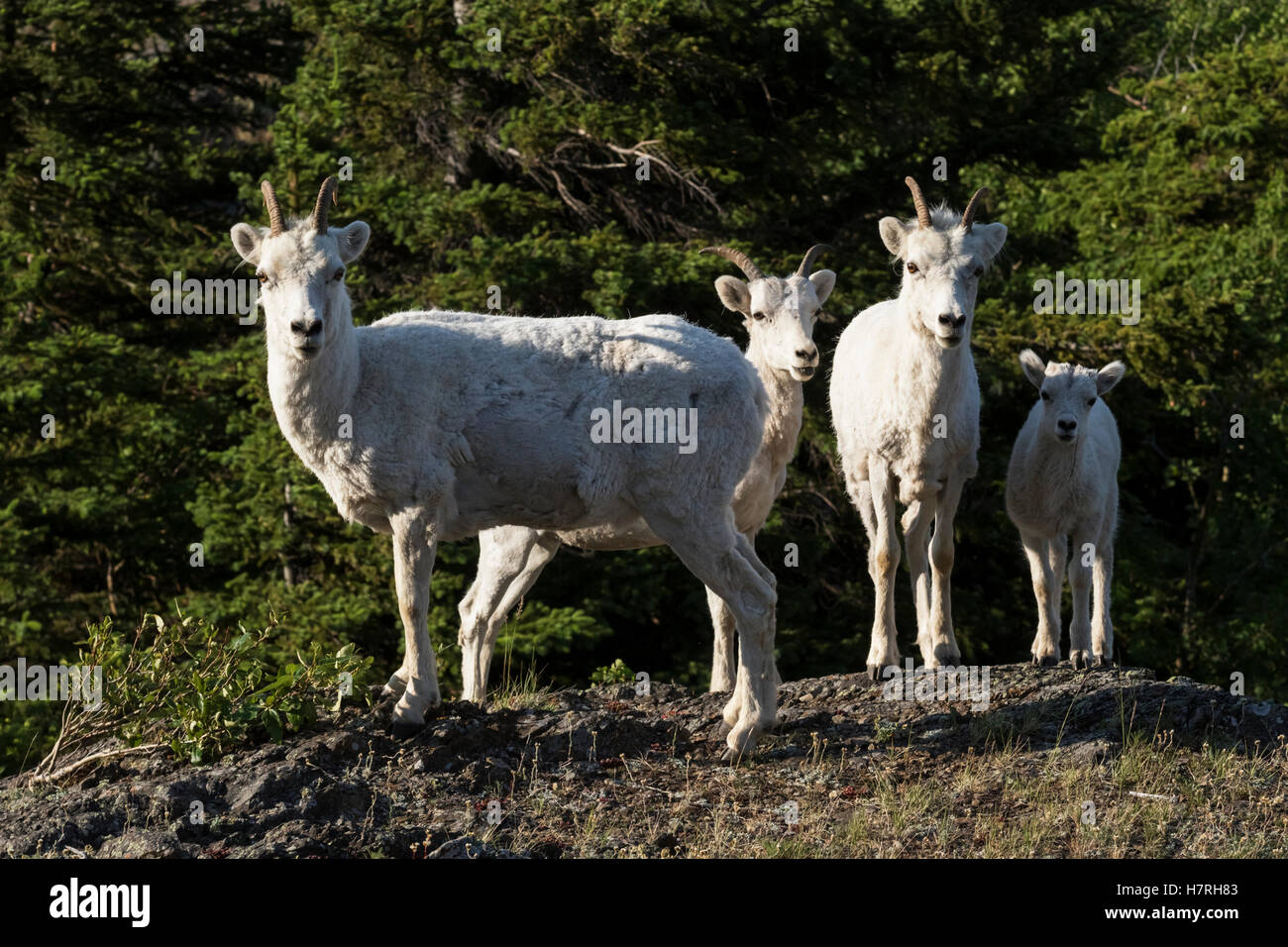 Four dall sheep hi-res stock photography and images - Alamy