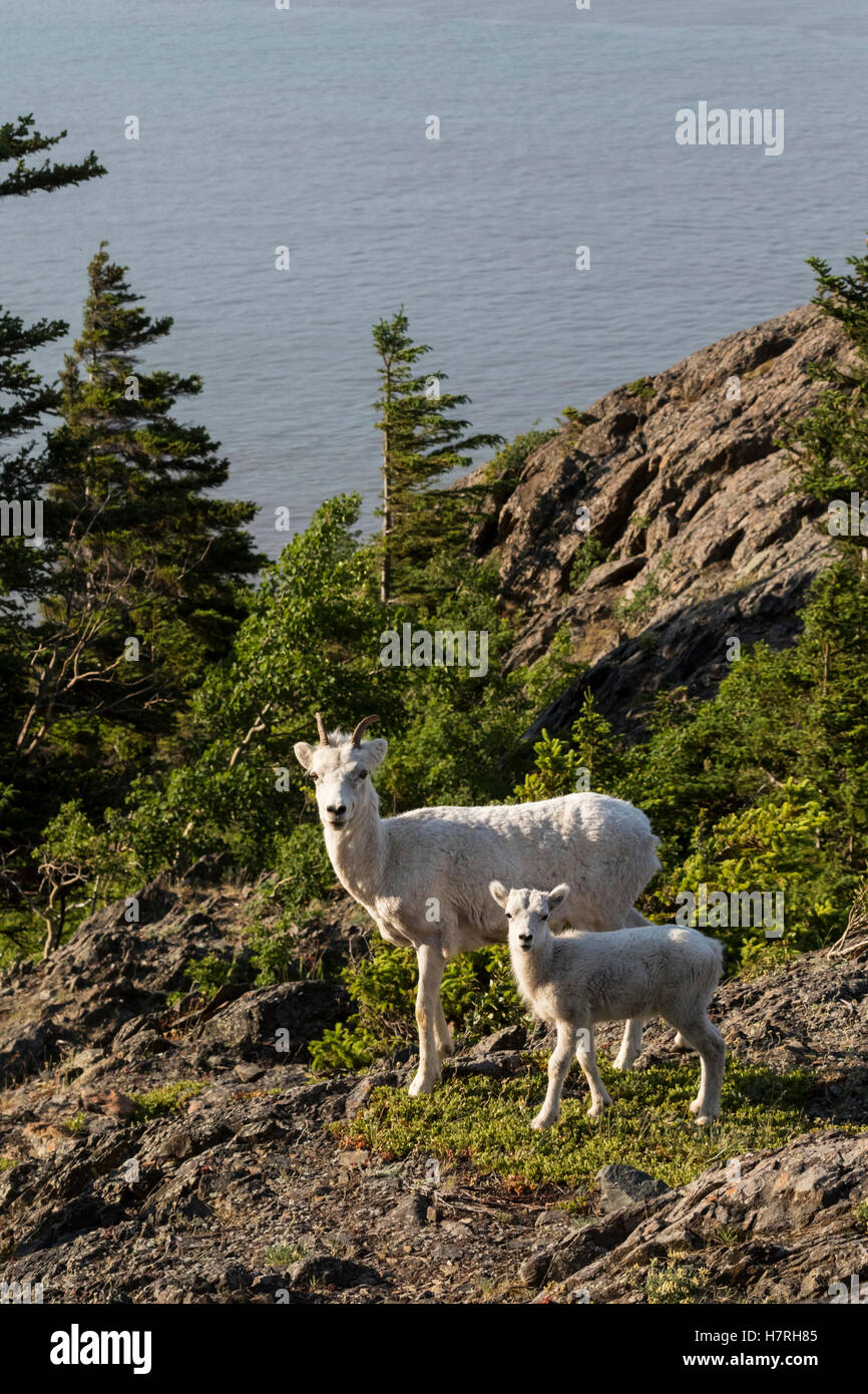 Dall Sheep ewe and lamb, Chugach Mountains, Southcentral Alaska, summer ...