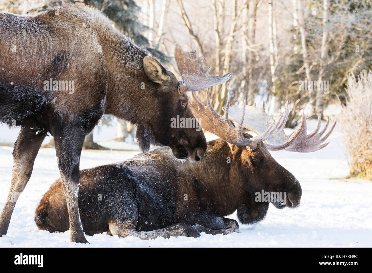 Bull moose antlers in snow alaska hi-res stock photography and images ...