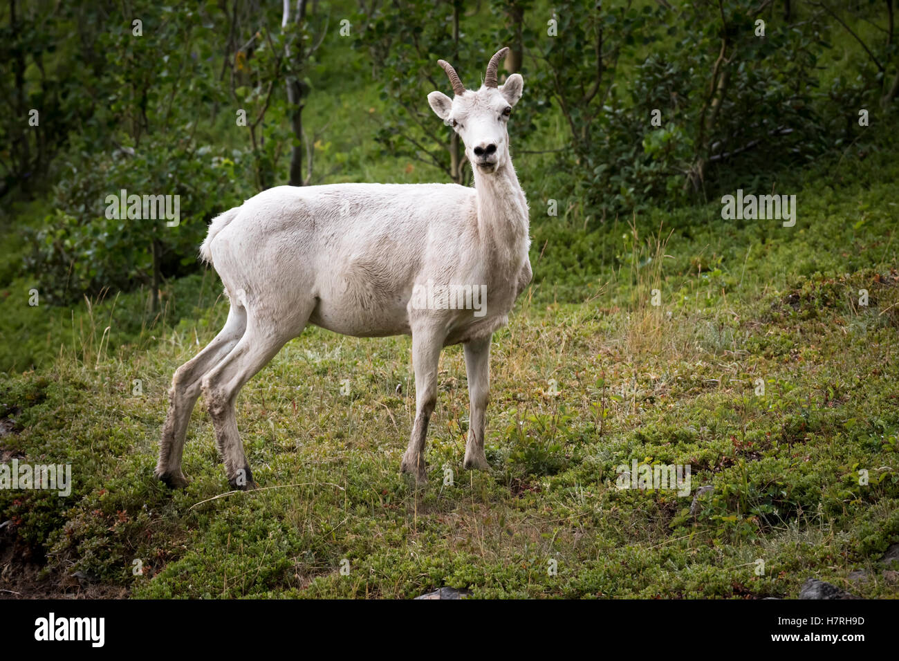 Dall sheep ewe near the Seward Highway, Southcentral Alaska, summer ...