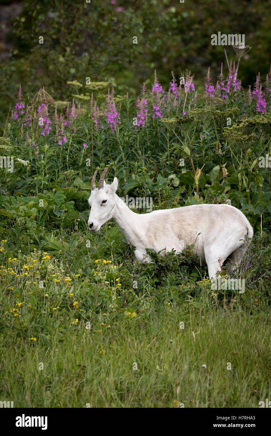 Dall sheep ewe near the Seward Highway, Southcentral Alaska, summer ...