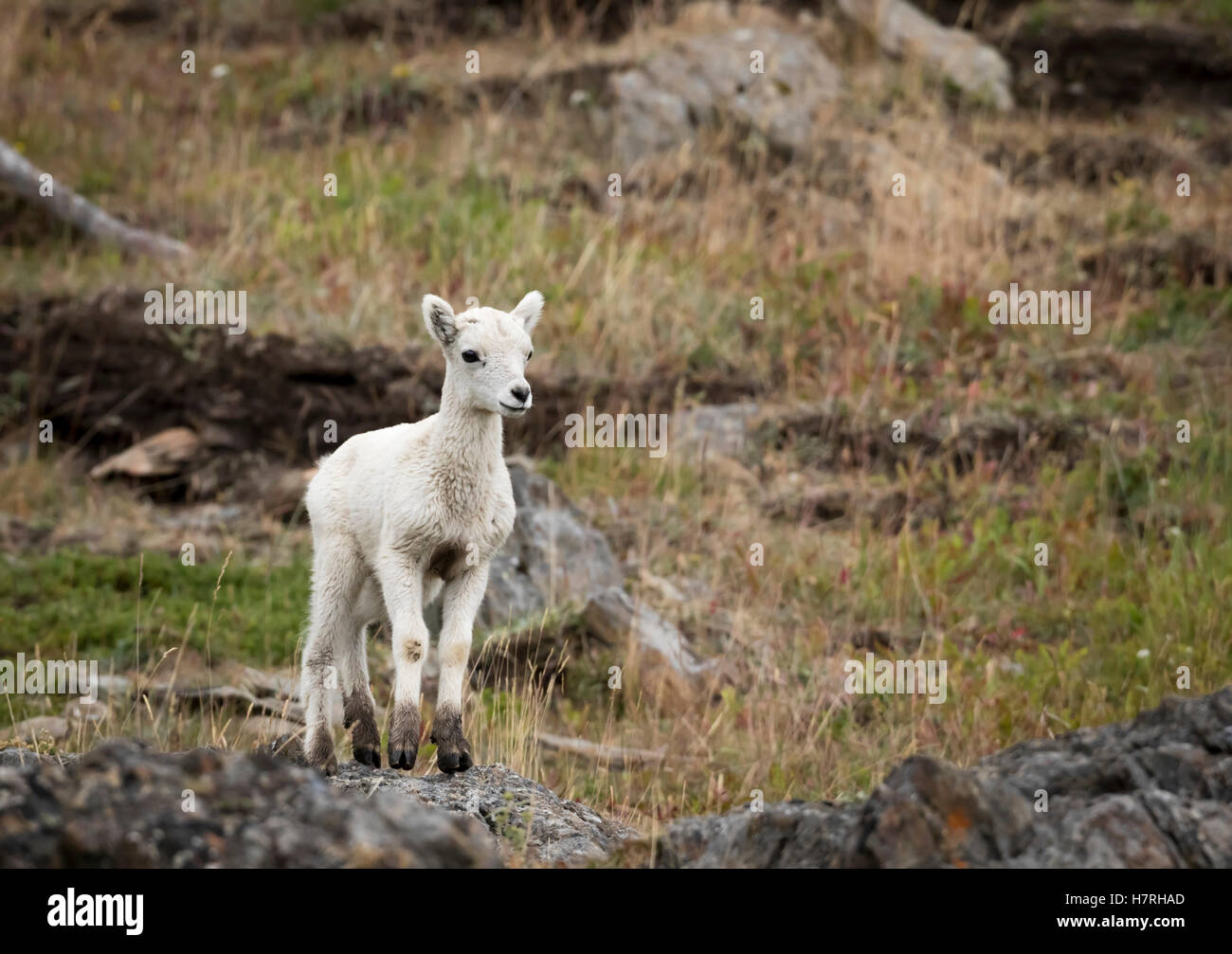 Dall sheep lamb on rock outcrop, Windy Point, Seward Highway ...