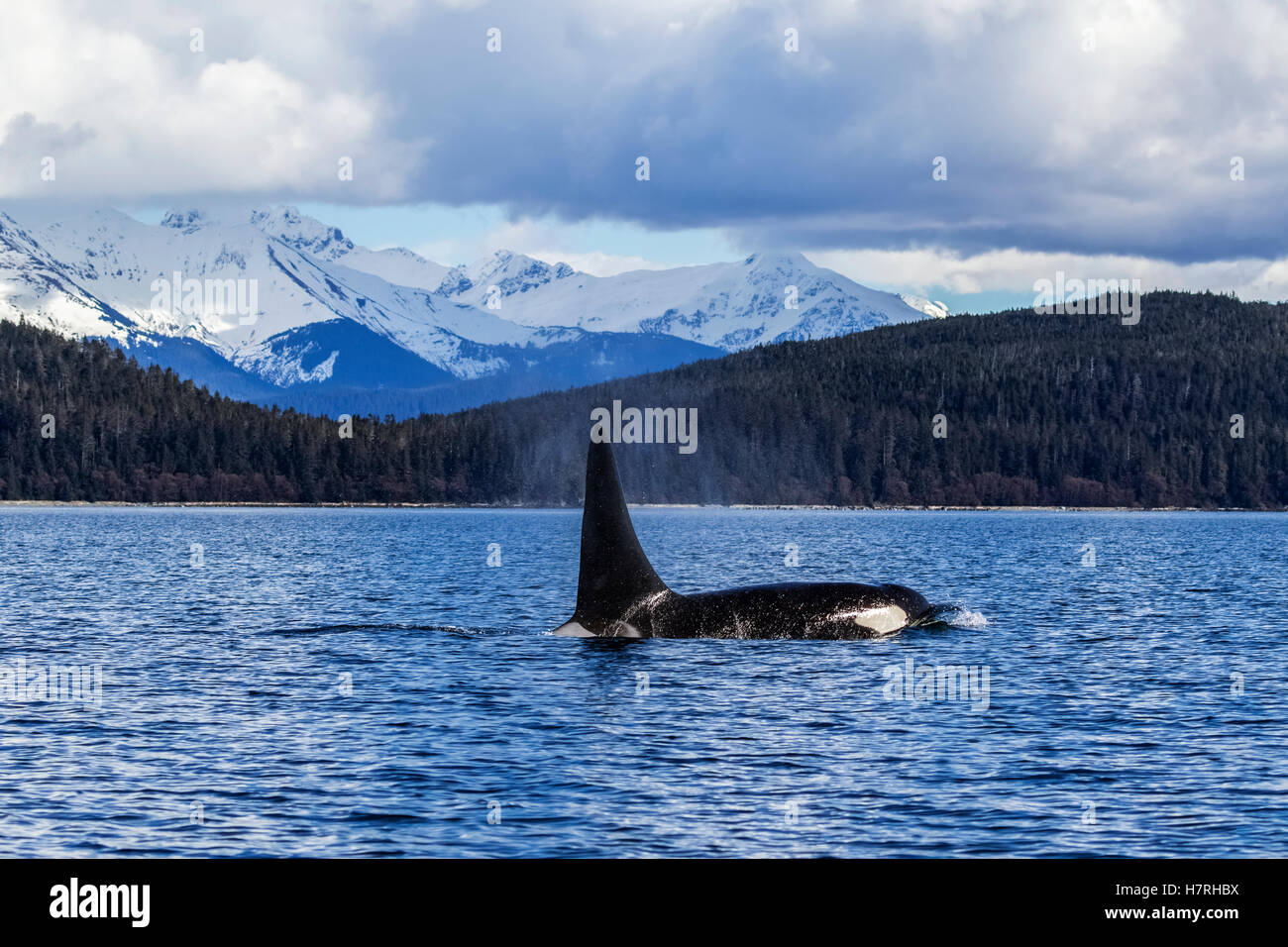 An Orca Whale, or Killer Whale, (Orcinus orca) surface near Juneau in ...