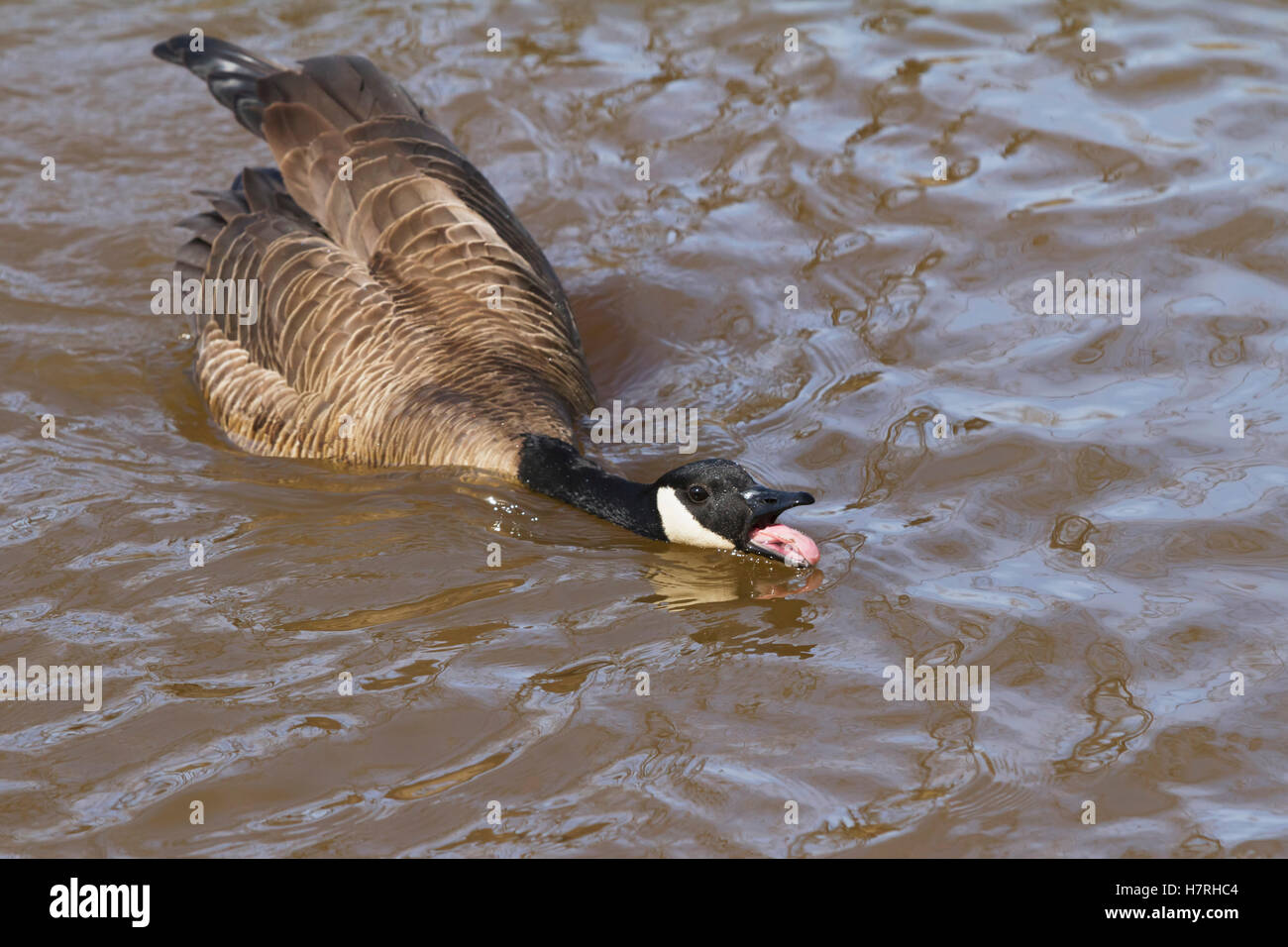 A Canada goose (Branta canadensis) in a pond makes a threatening ...