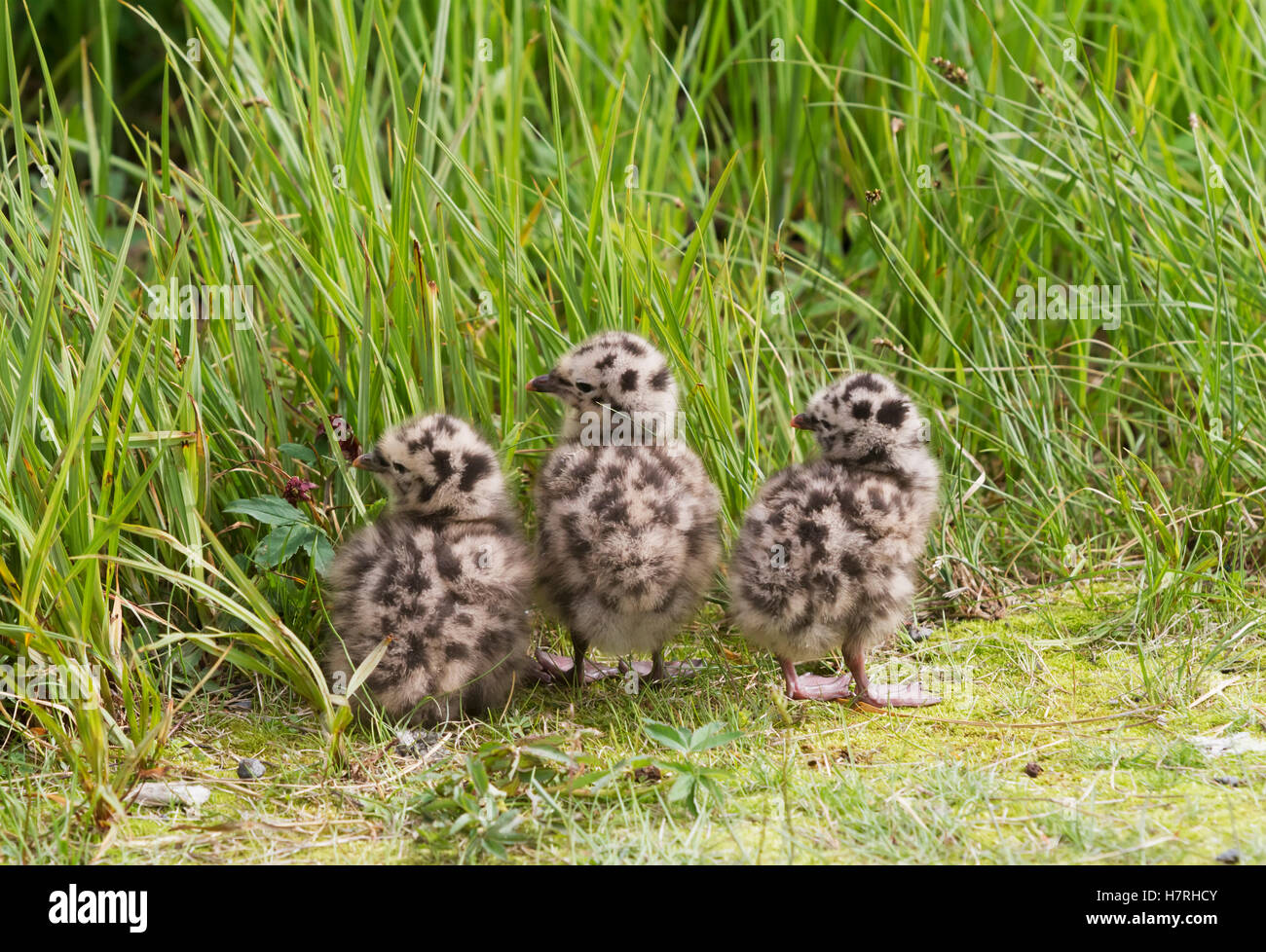 Mew gull (Larus canus) chicks at Potter Marsh; Anchorage, Alaska ...