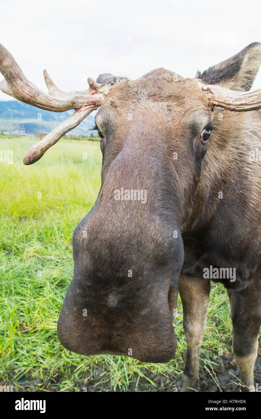 Close up moose nose hi-res stock photography and images - Alamy