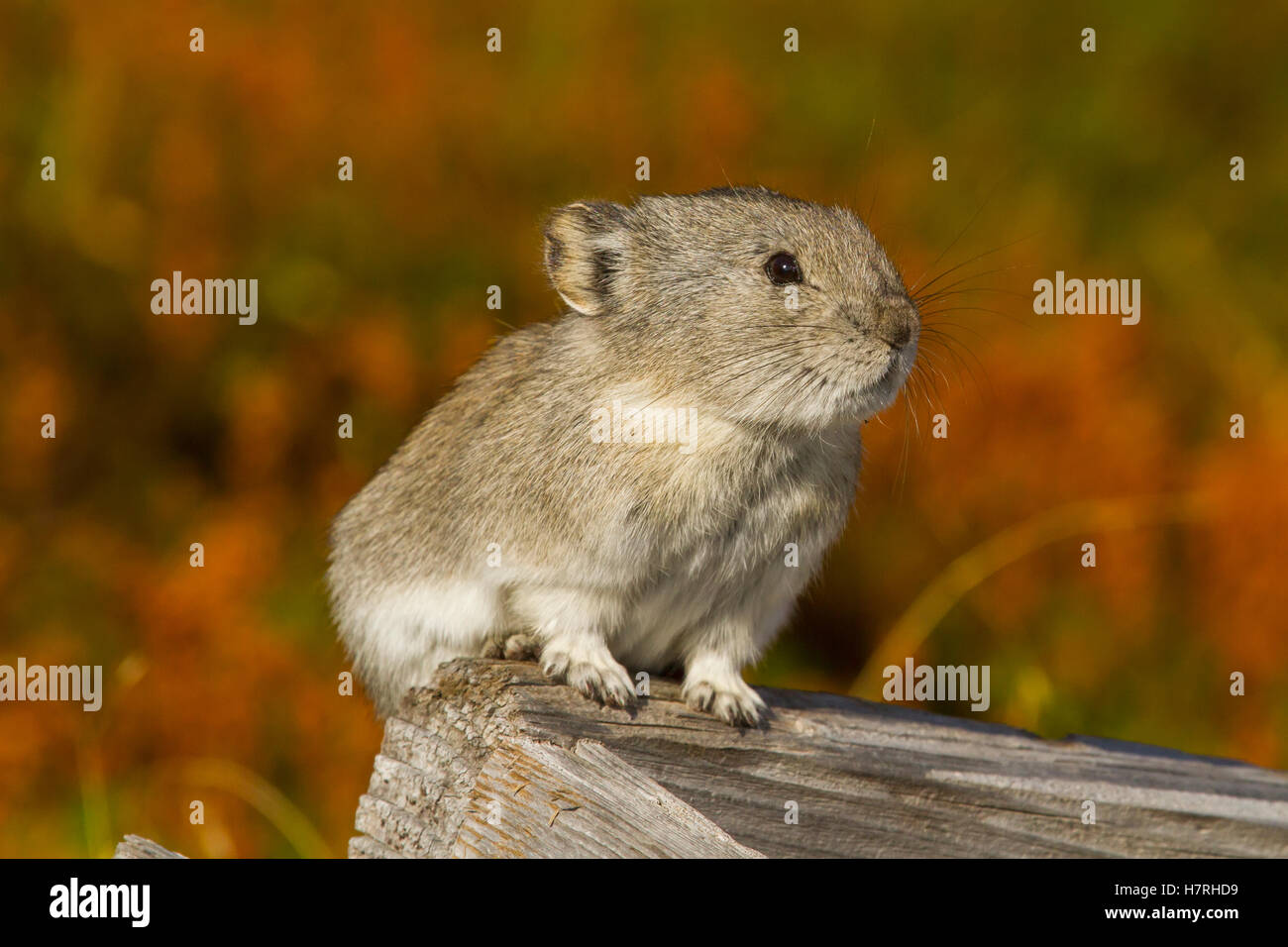 Collared Pika (Ochotona collaris) in Hatcher Pass area near Palmer and ...
