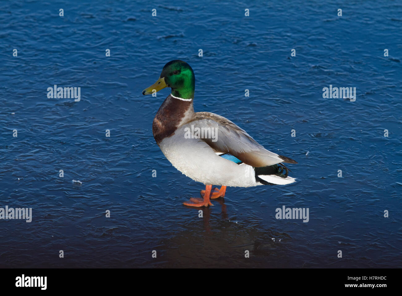 A drake Mallard (Anas platyrhynchos) stands on ice in springtime ...