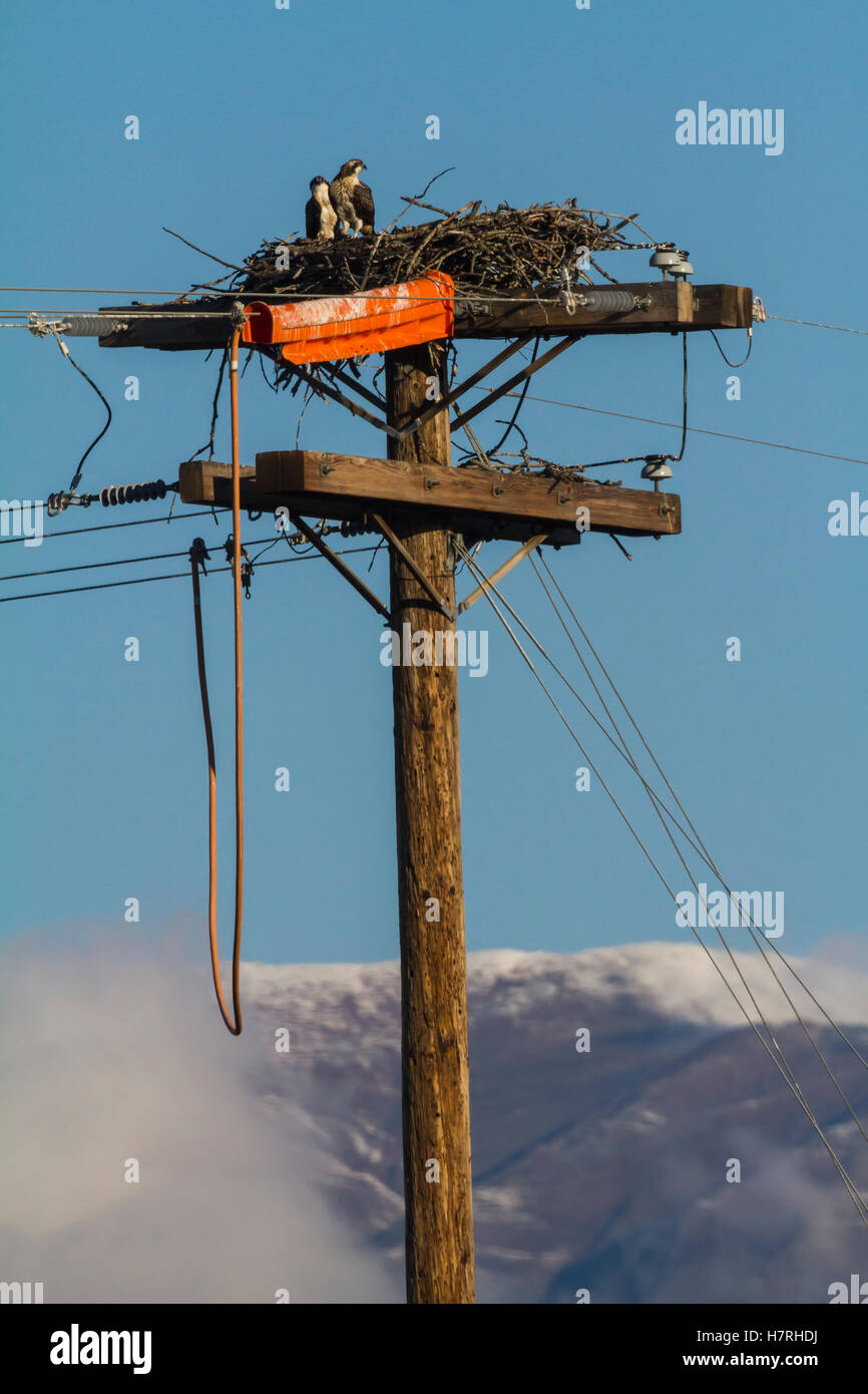 Nesting Bird On Telegraph Pole High Resolution Stock Photography and ...