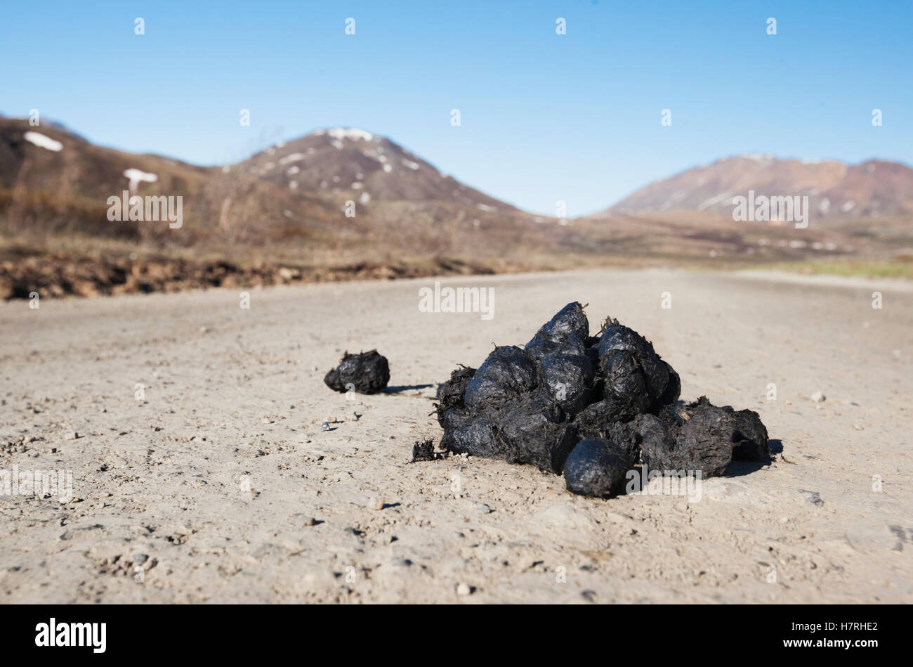 Bear feces on park road in Denali National Park in summertime, Interior ...