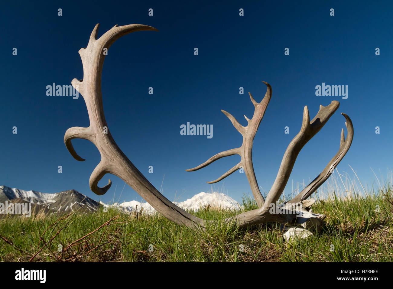 Caribou Antlers