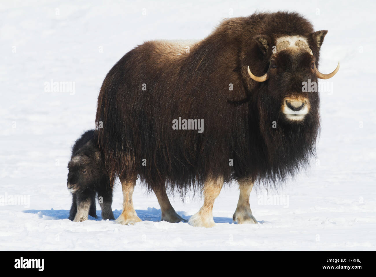 Captive cow musk ox (Ovibos moschatus) with one day old calf at the Alaska Wildlife Conservation ...