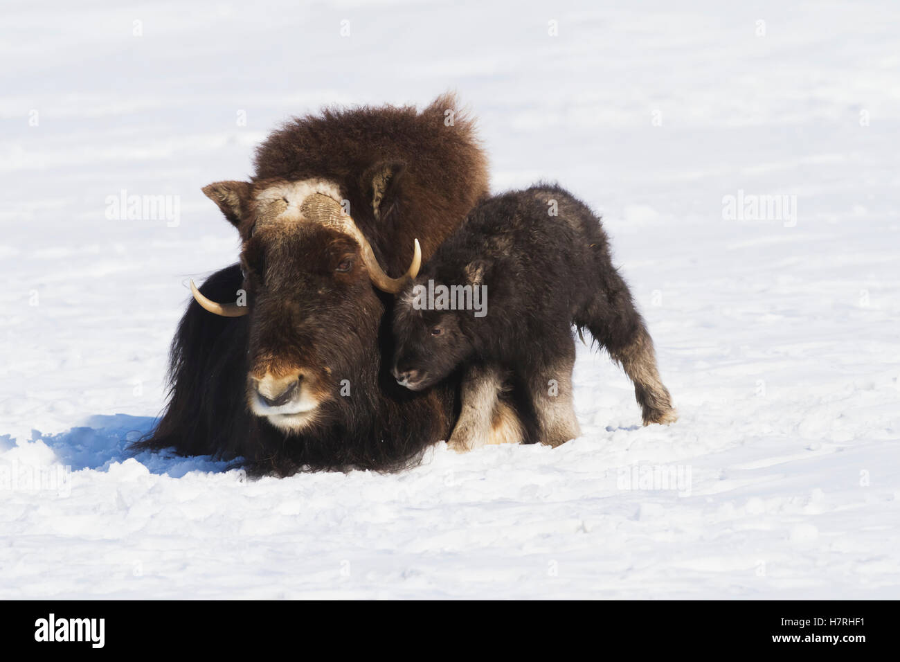 Captive cow musk ox (Ovibos moschatus) with one day old calf at the Alaska Wildlife Conservation ...
