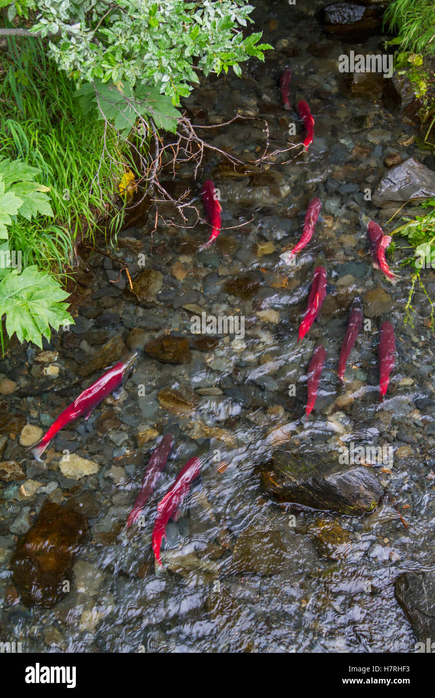 Sockeye Salmon Alaska High Resolution Stock Photography and Images - Alamy