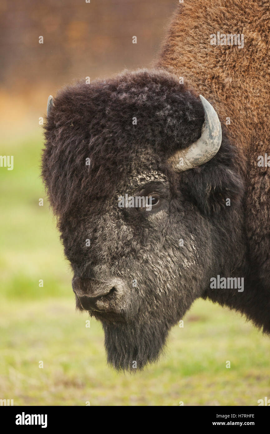 Bison staring at camera hi-res stock photography and images - Alamy