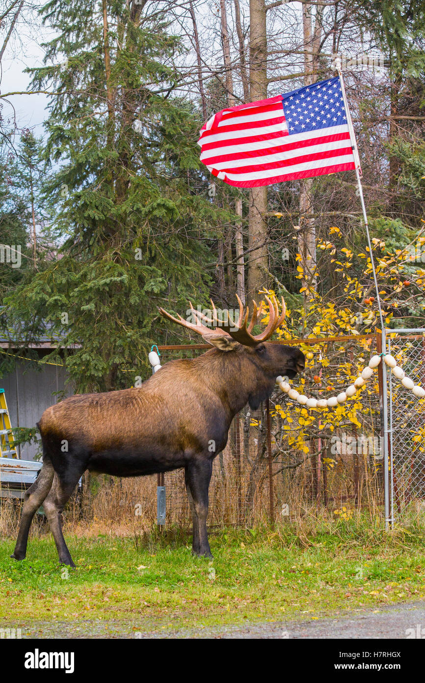 A large bull moose (alces alces) stands near an American flag near ...