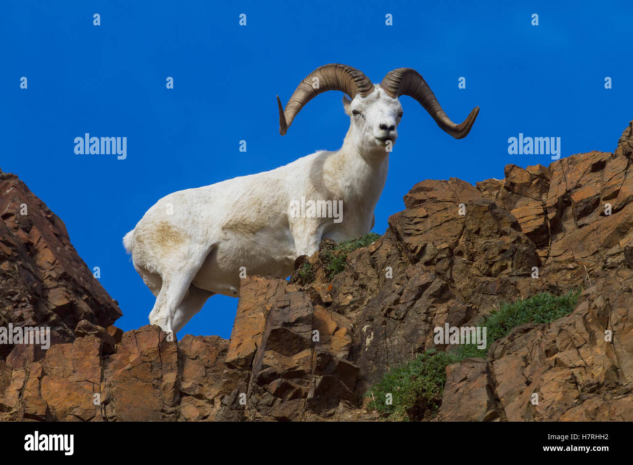 Dall sheep (ovis dalli) with nice flared horns and good coat, Denali ...