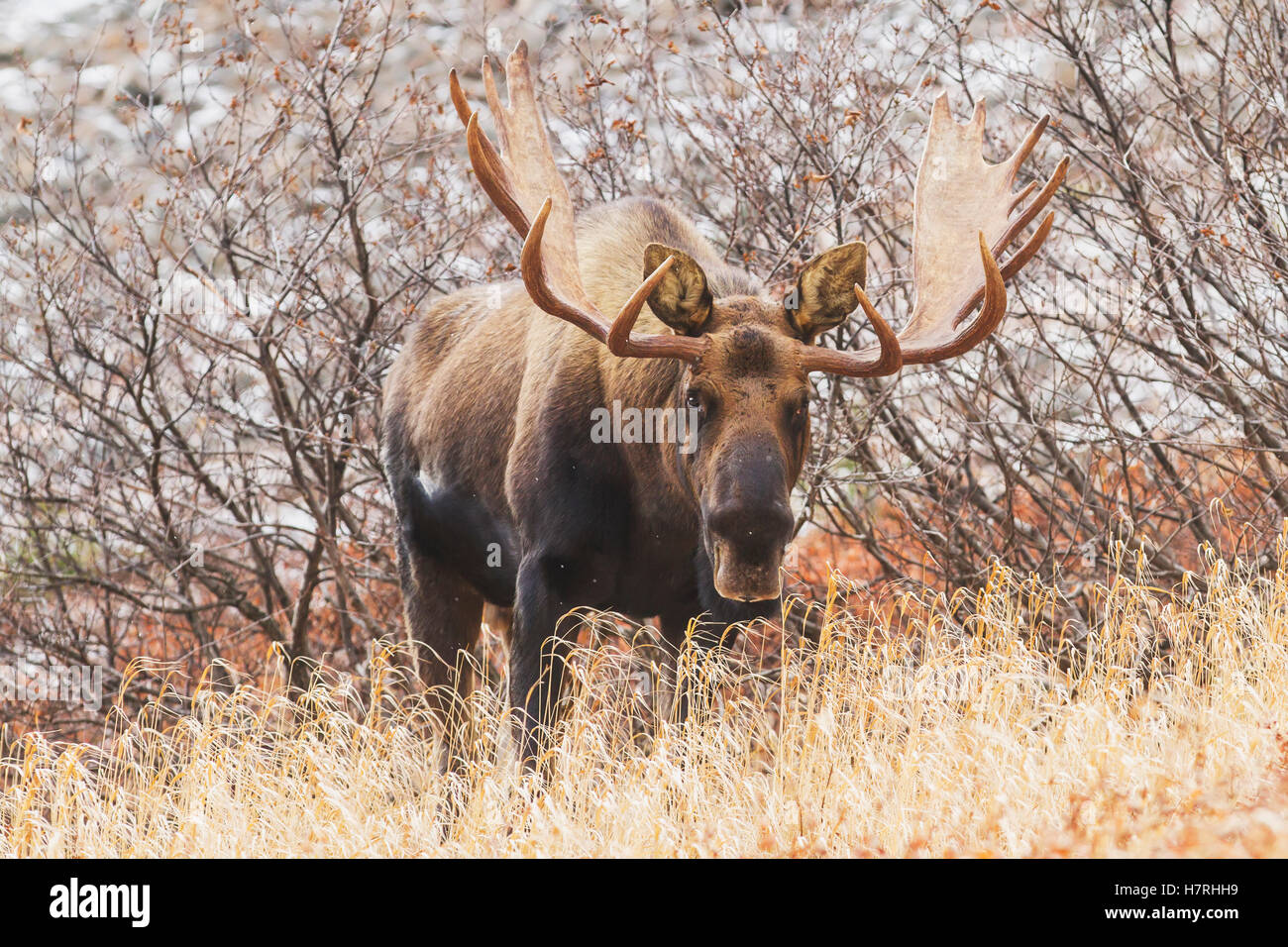 Large bull moose (alces alces) on Powerline Pass Trail in Anchorage ...