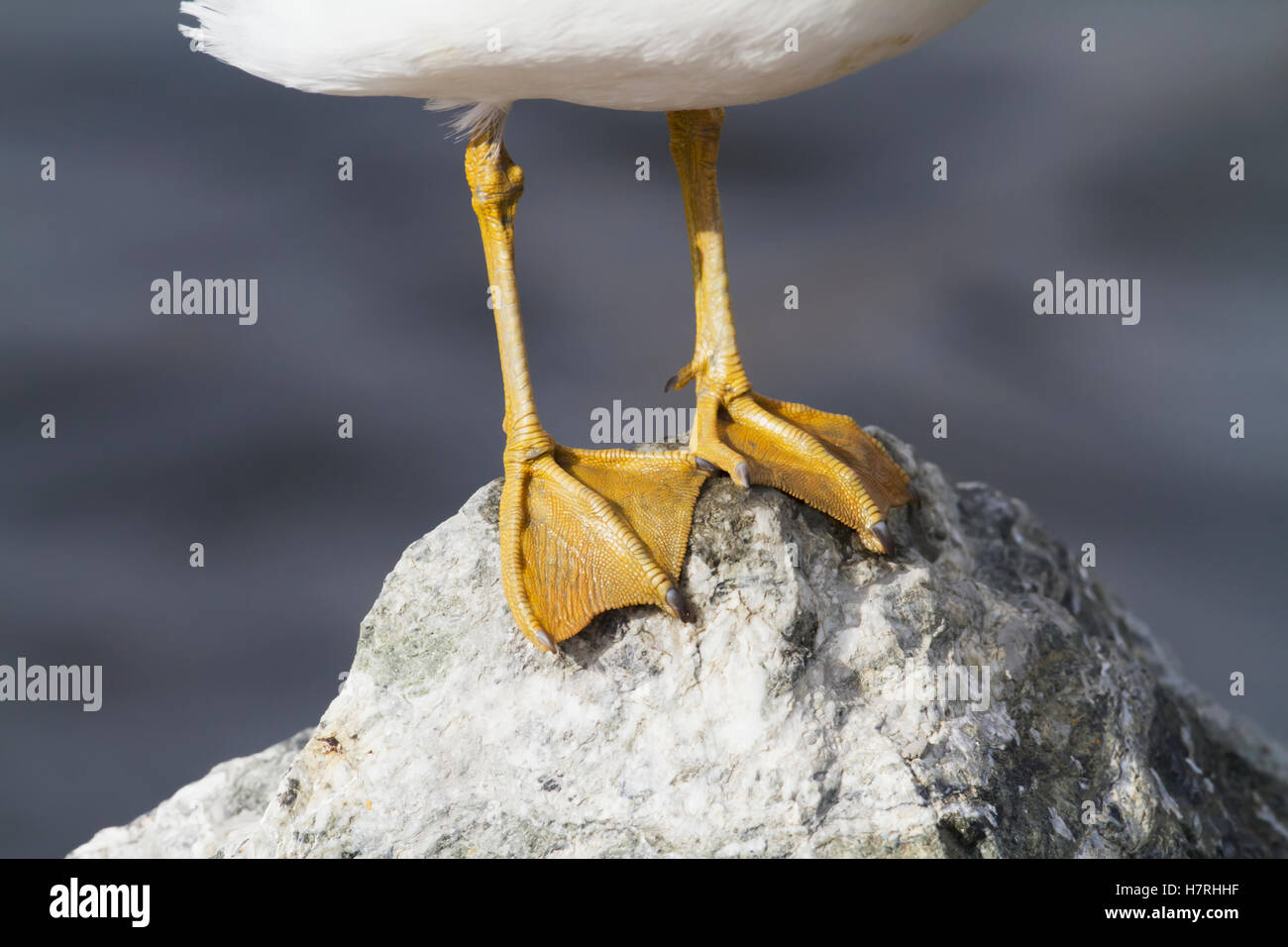 Mew gull (Larus canus) feet, Potter Marsh, near Anchorage, south ...