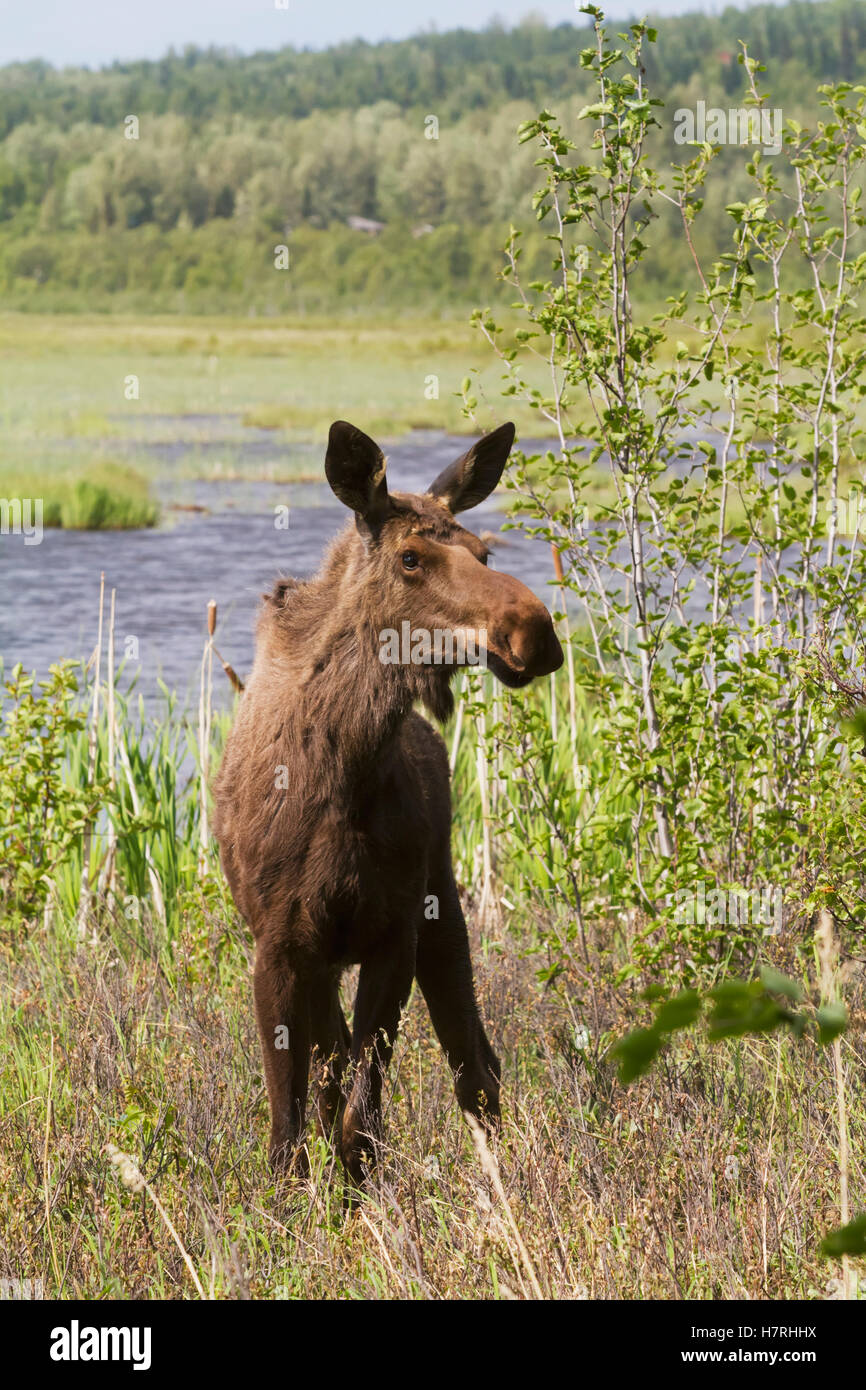 Moose (alces alces) at Potter Marsh, summertime; Anchorage, Alaska ...